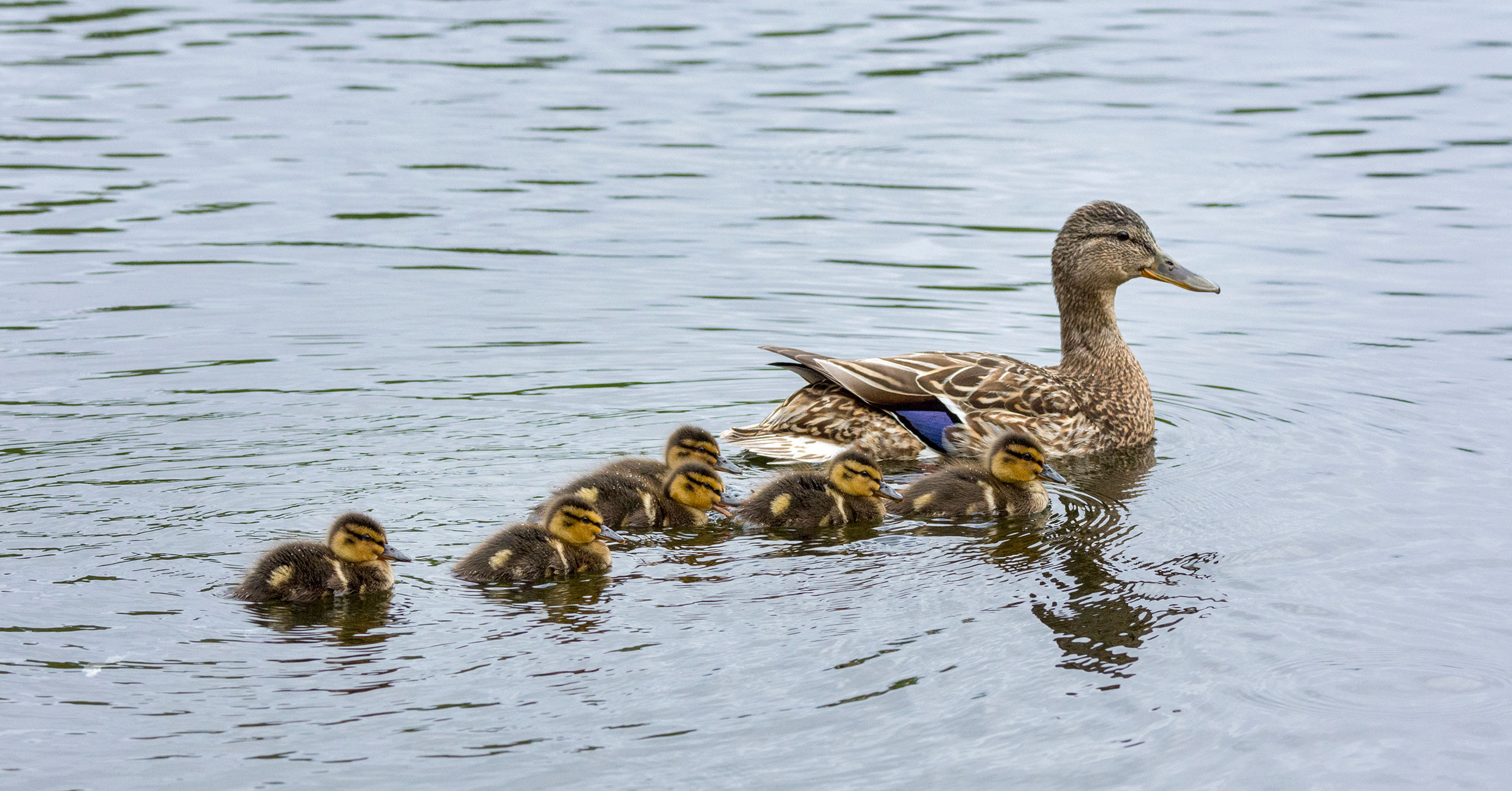 School is Back! Getting All Your Ducks in a Row