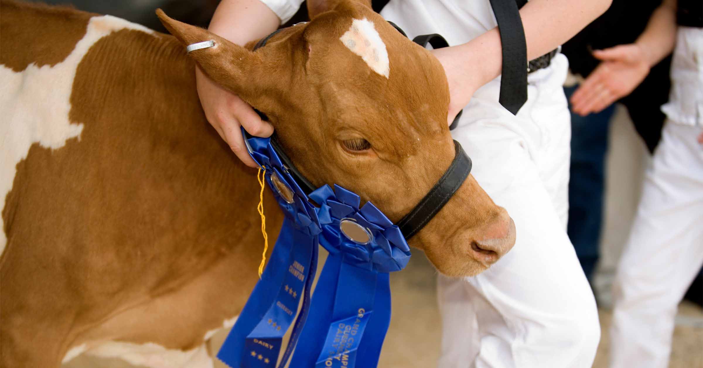 HSLDA Helps Texas Family Win Standoff over Prize-winning Steer
